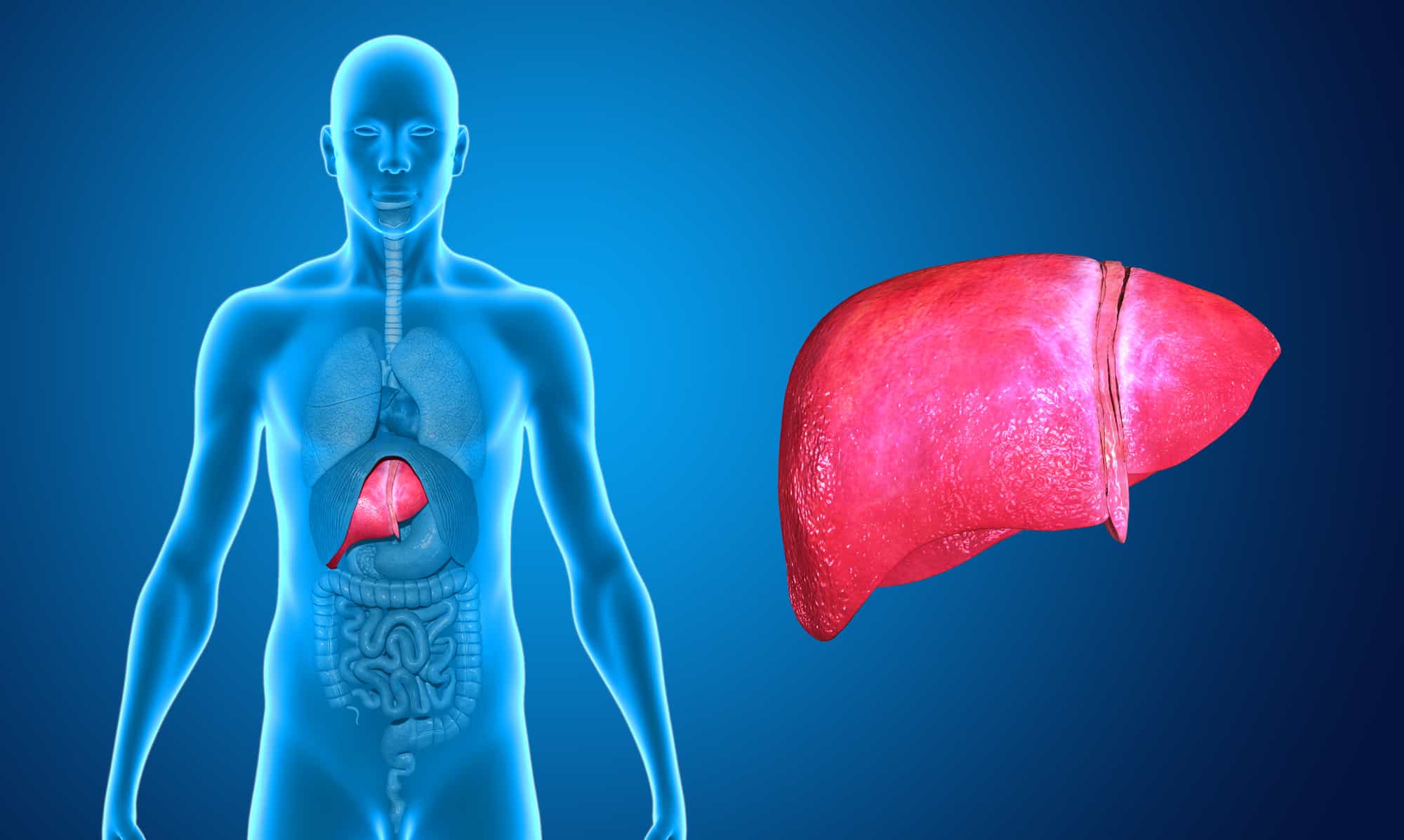 Get Best Liver Function Test In Delhi Digital Health Buzz 